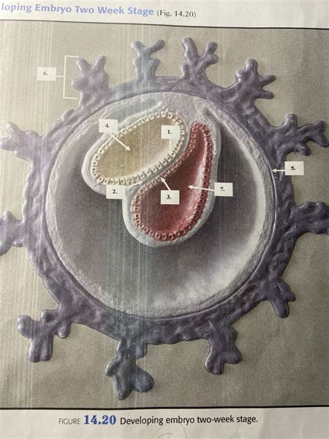 Image result for Second-Trimester Embryo Development