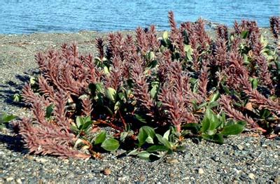 Image result for Willow Tree Rust