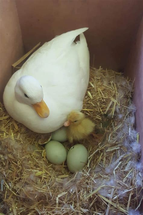 Image result for Dog Using Duck Call