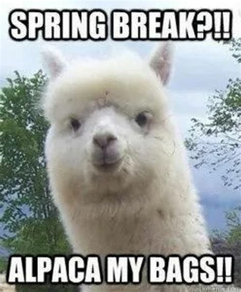 Image result for Spring Vivaldi Meme