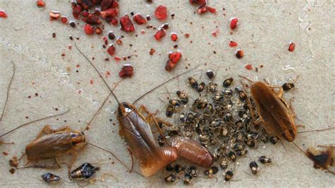 Image result for Cockroach Look Alike