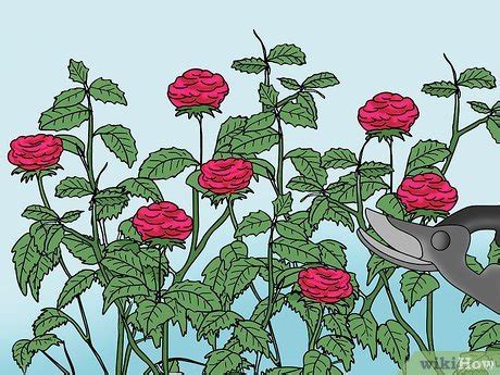 Image result for How to Prune Knockout Roses in Spring