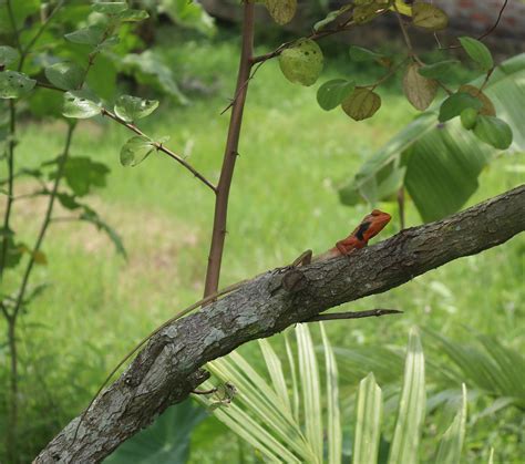 Image result for Simple Lizard On a Tree Drawing Images