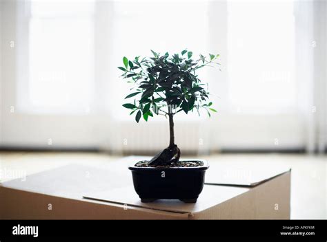 Image result for Cardboard Box Tree