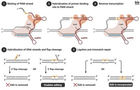 Image result for Prime Editing