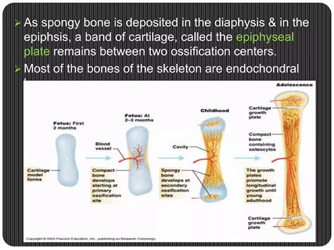 Image result for Bone Development