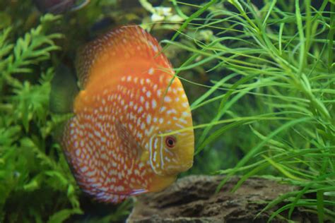 Image result for Golden Discus Fish