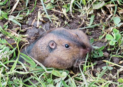 Image result for Gopher Removal Methods