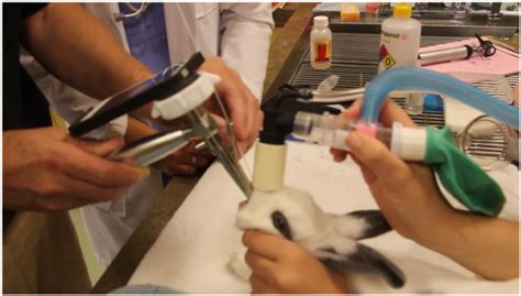 Image result for Rabbit Intubation