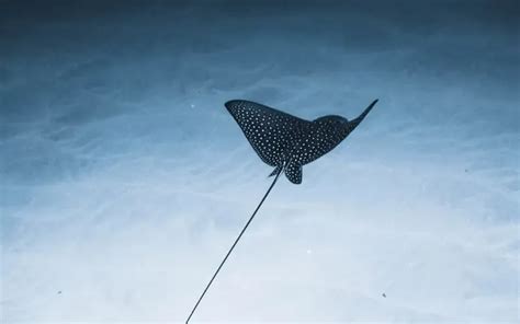 Image result for GitHub Example Codes