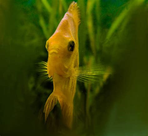 Image result for Golden Discus Fish