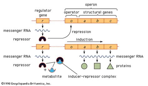 Image result for Operon Theory