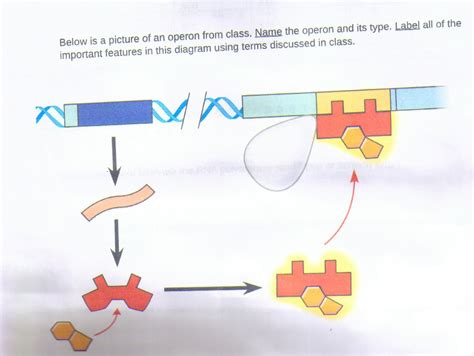 Image result for Operon Labeled