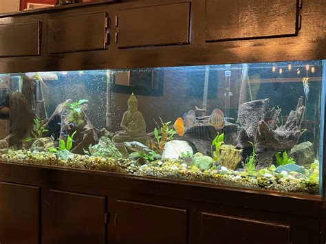 Image result for Red Tiger Discus