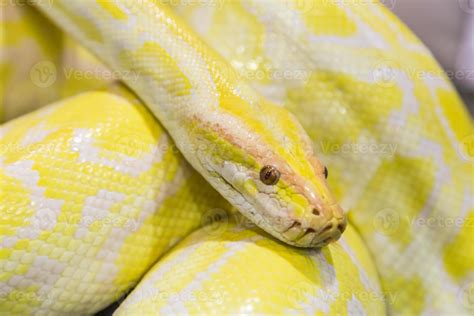 Image result for Silver Reticulated Python