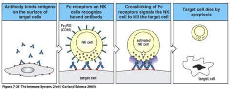 Image result for Humoral Immunity Complement System