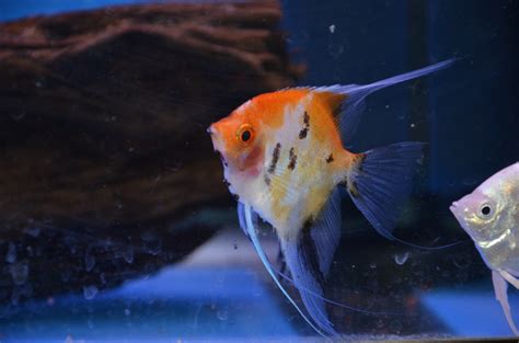 Image result for Discus vs Angelfish