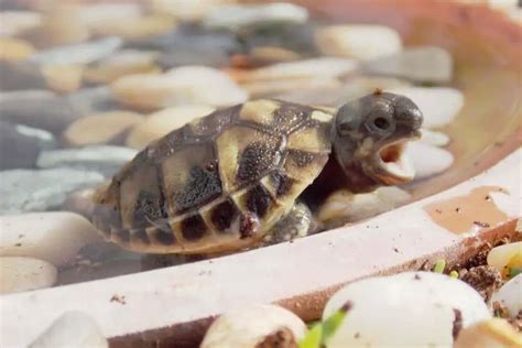 Image result for Turtles Making Sounds