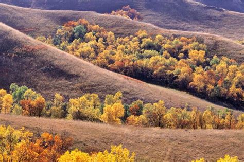 Image result for Forest Stewardship Program