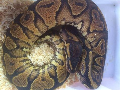 Image result for Python Inherited Traits Reptile