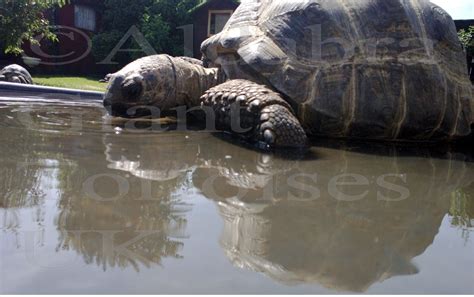 Image result for Tortoise Body Parts