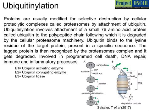 Image result for Post-Translational Modification