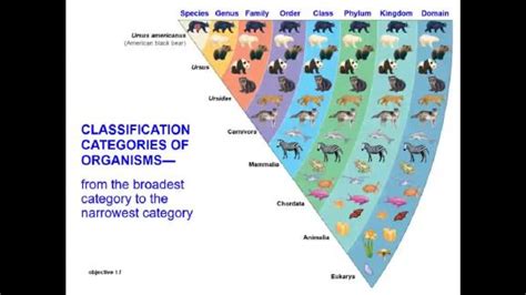 Image result for AronRa Systematic Classification System