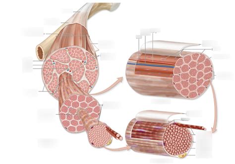 Image result for Body Composition Muscle