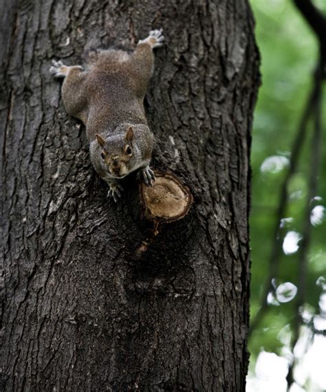 Image result for Getting Squirrels Out of Trees