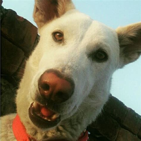 Image result for Oreo Express Recipe