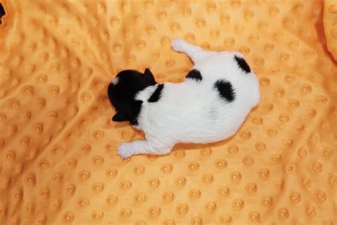 Image result for Sheltie Cavapoo Puppy