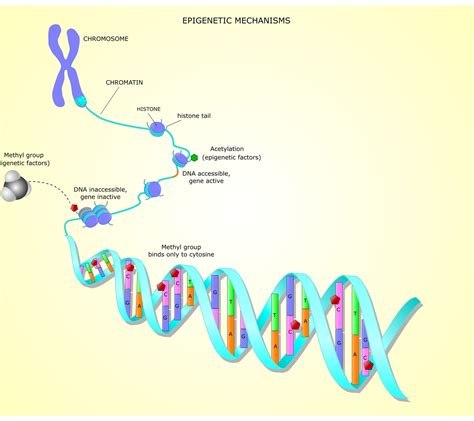 Jacob and Monod model – ARCHIVE