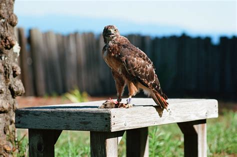 Image result for Hawk Attacking