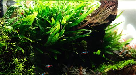 Image result for Java Fern Dying