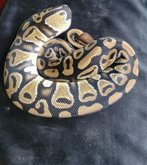 Image result for Regular Ball Python