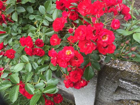 Image result for GoPro Hero 4 Session