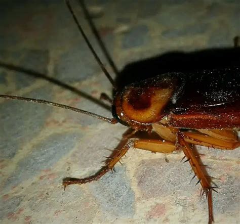 Image result for Cockroach Look Alike