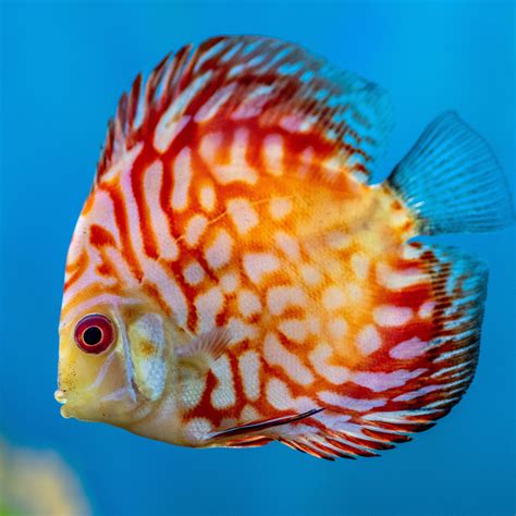 Image result for Discus Def