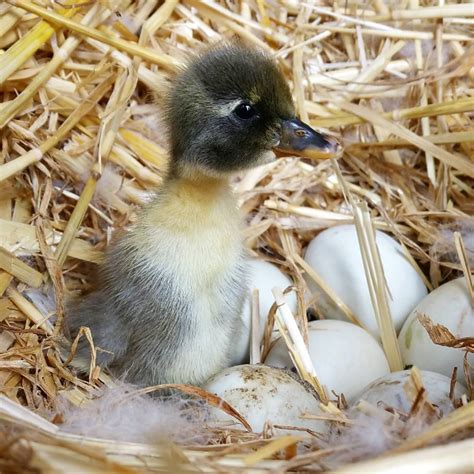 Image result for Ducklings Hatching