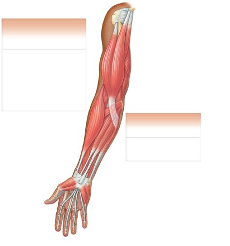 Image result for Lumen Learning Arm Muscle