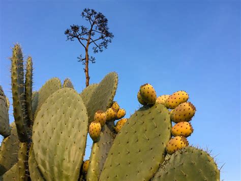 Image result for iPhone 6 Plus Camera Tutorial