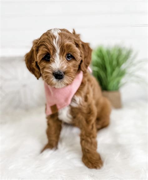 Cavapoo full grown/Full grown cavapoo/Cavapoo full grown size