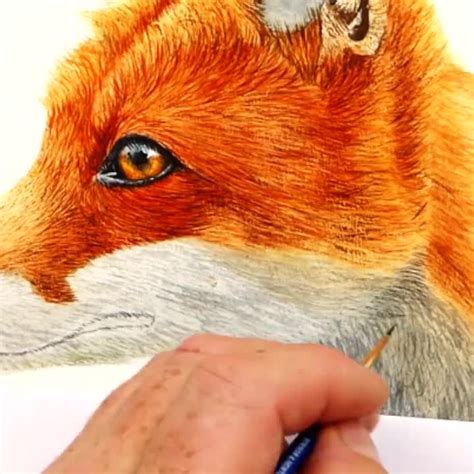 Image result for Fox Drawing Tutorial