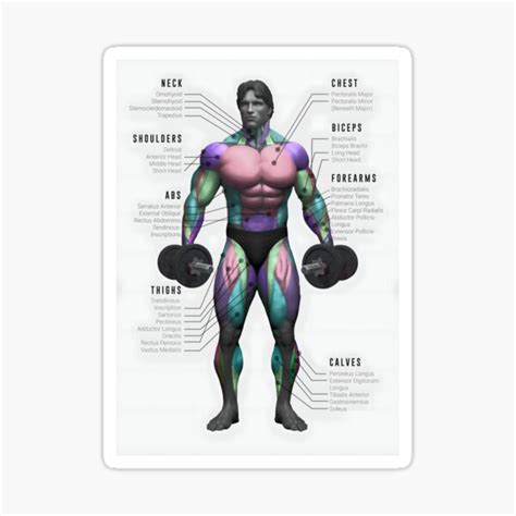 Image result for Body Building Muscle Chart