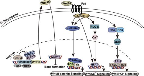 Image result for Bone Formation Signaling Pathway