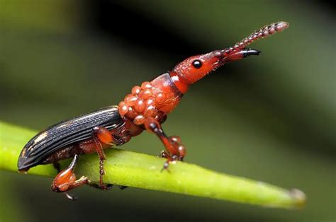 Image result for Cool Insects