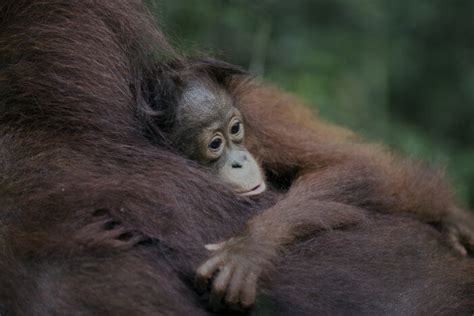 Image result for Famous Chimpanzee Sign Language