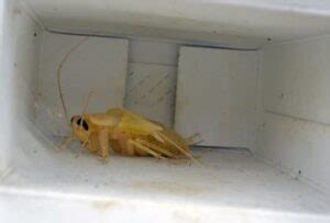 Cockroach Leg Structures - pestwhisperer.com