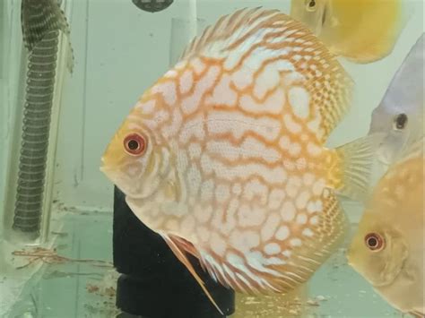 Image result for White Discus Fish