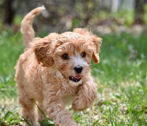 Image result for Cavapoo Pup